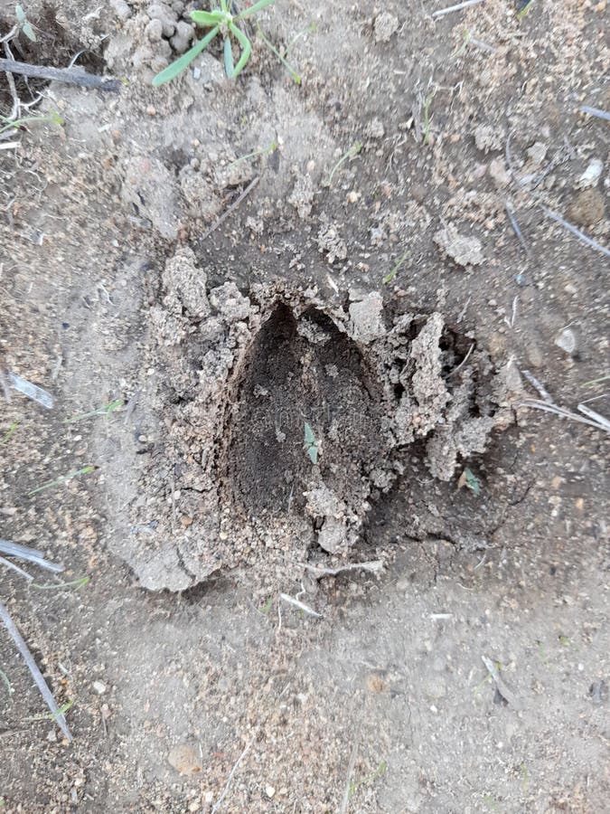 Duiker Buck Stock Photos - Free & Royalty-Free Stock Photos from Dreamstime