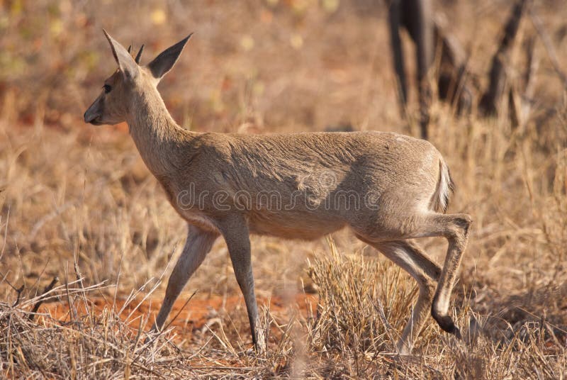 Duiker stock photo. Image of common, portrait, grimmia - 45100272
