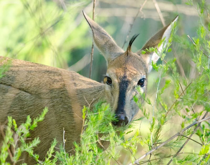 Duiker Female - Wildlife From Africa - Rare Species Of The Wild Stock ...