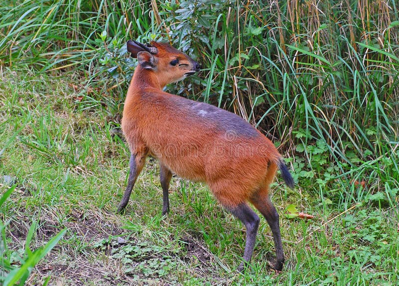 Rufilatus Rojo-flanqueado De Cephalophus Del Duiker Foto de archivo ...