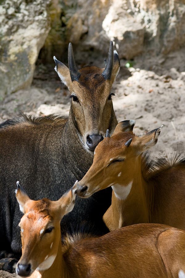 Duiker Female - Wildlife from Africa - Rare Species of the Wild Stock ...