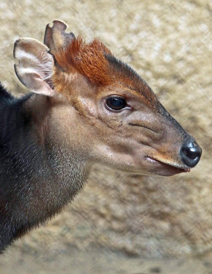 130 Red Duiker Stock Photos - Free & Royalty-Free Stock Photos from ...
