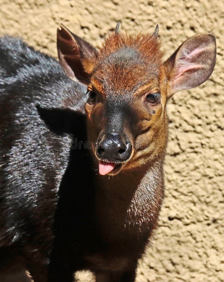Duiker stock image. Image of africa, herbivore, grazer - 91512441