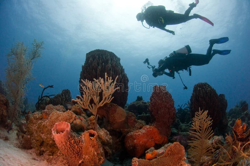 Duikers en Ertsader stock foto. Image of vissen, aquatisch - 5379498