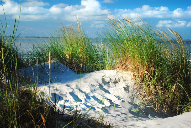 Duin en duingras stock afbeelding. Image of dekking, onderbreking ...