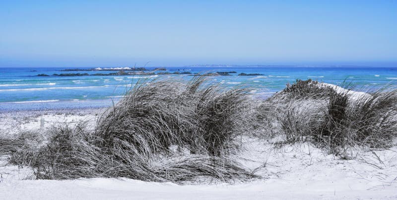 Duingras stock foto. Image of installaties, duinen, achtergrond - 35841216