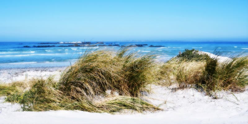 Het gras van het duin stock foto. Image of achtergrond - 30040136