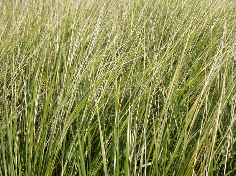 Duingras stock foto. Image of strand, groen, bluf, water - 31055582