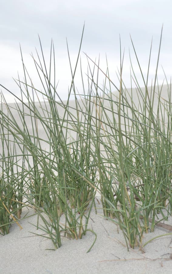 Duingras stock foto. Image of gras, sluit, baai, oceaan - 40745110