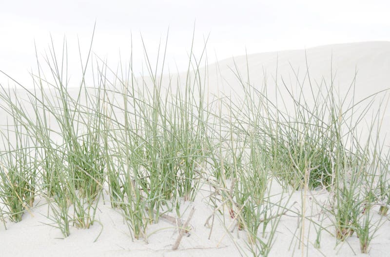 Duingras stock afbeelding. Image of zuiden, strand, duinen - 40745125