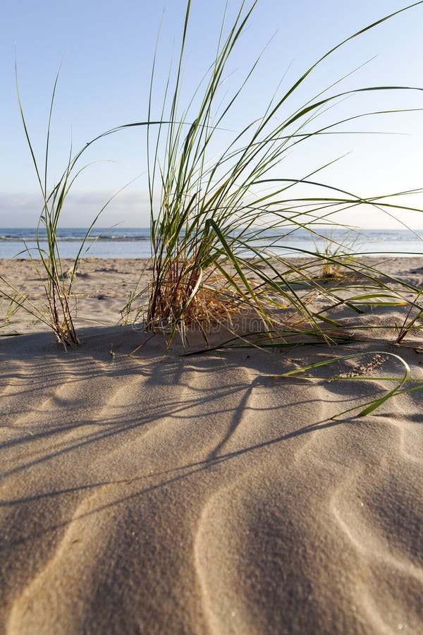 Duingras stock afbeelding. Image of duin, openlucht, zandig - 42872853