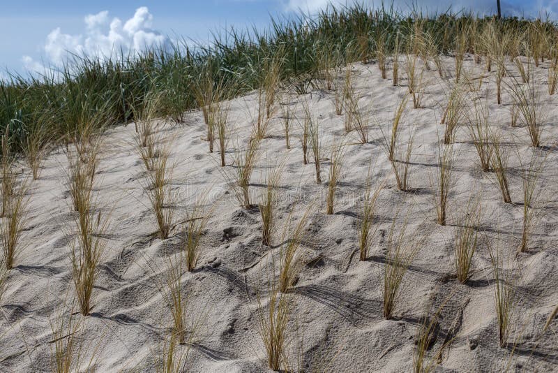 Kust Met Duingras Bij Zonsondergang Stock Afbeelding - Afbeelding ...