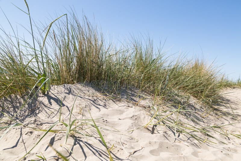 Duingras bij het strand stock afbeelding. Image of groen - 94999137
