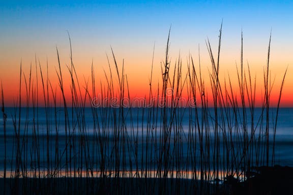 Duingras Dawn stock afbeelding. Image of kustlijn, oceaan - 39481781