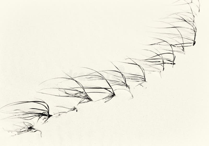 Duingras Op Een Australisch Strand Stock Afbeelding - Image of zwart ...