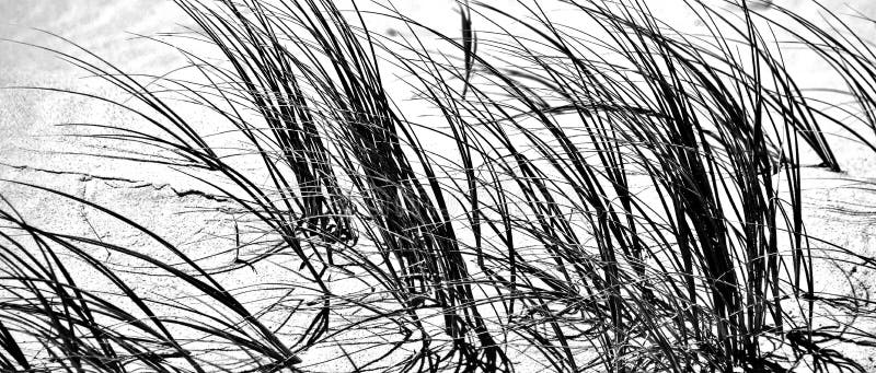 Duingras stock foto. Image of installaties, duinen, achtergrond - 35841216