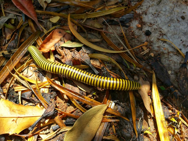 Duisendpoot stock image. Image of leaves, black, centipede - 106099965