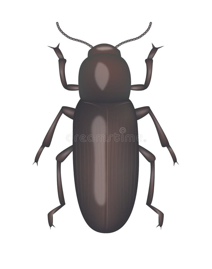 Schildkever vector illustratie. Illustration of vond - 163228351