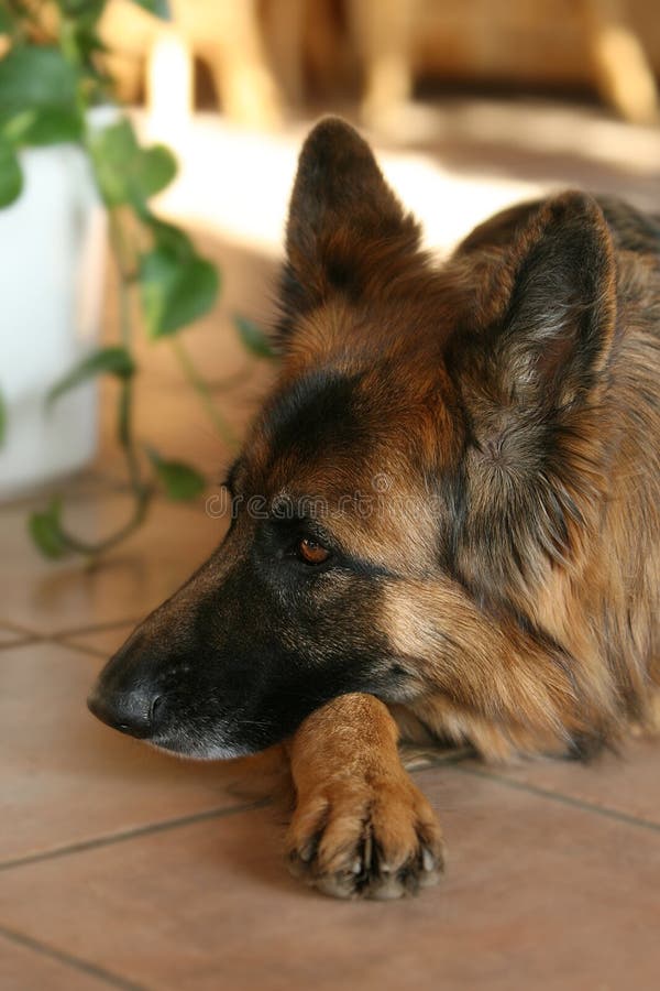 Duitse herder stock foto. Image of blij, dier, kijk, wijfje - 13076658