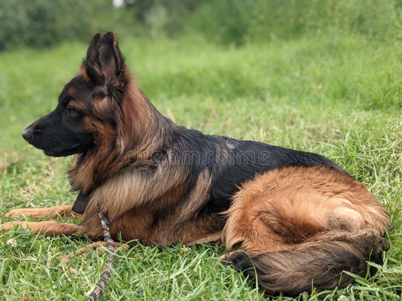 Duitse Herder is De Meest Geliefde Hond Ter Wereld Stock Afbeelding ...