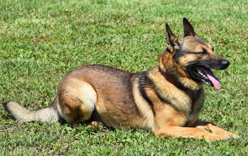 Duitse herder Dog stock afbeelding. Image of honds, hond - 59495295