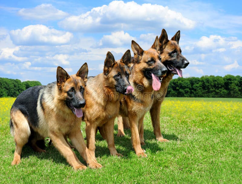 Close-up Van De Duitse Bruine Ogen Die Van Shepard Recht in Afstand ...