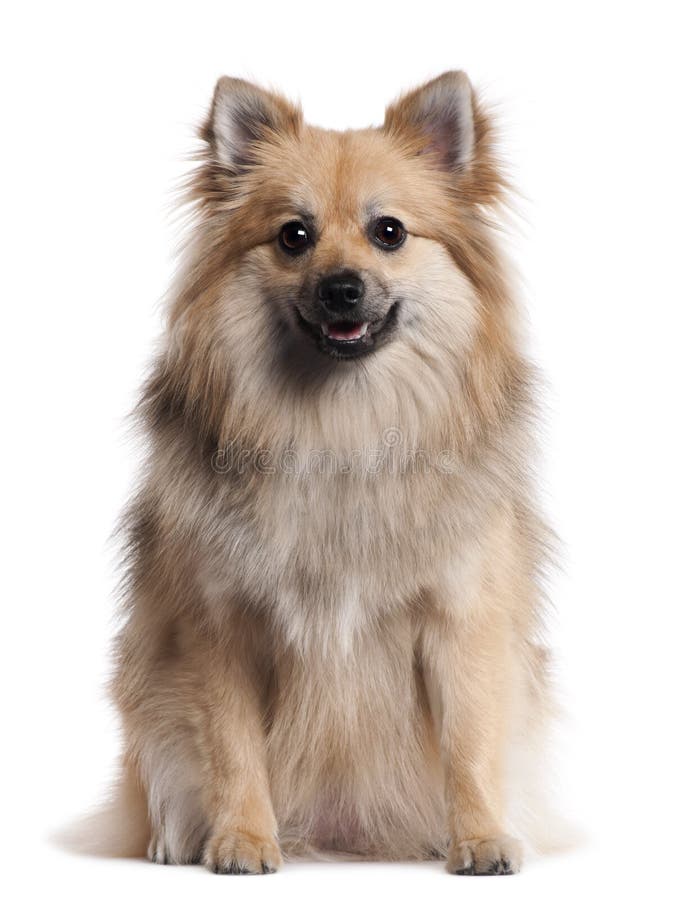 Duitse Spitz, 1,5 Jaar Oud, Zittend Stock Afbeelding - Image of ...