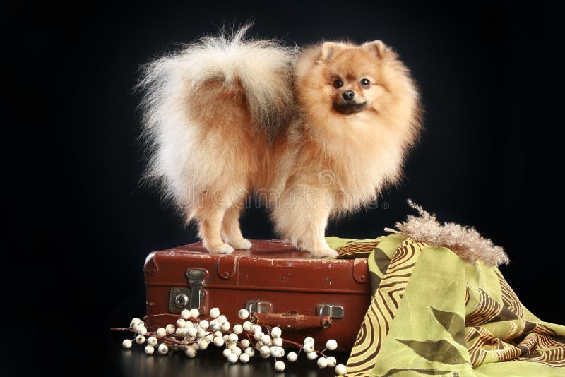 Duitse Spitz hond stock foto. Image of verward, dieren - 19847680