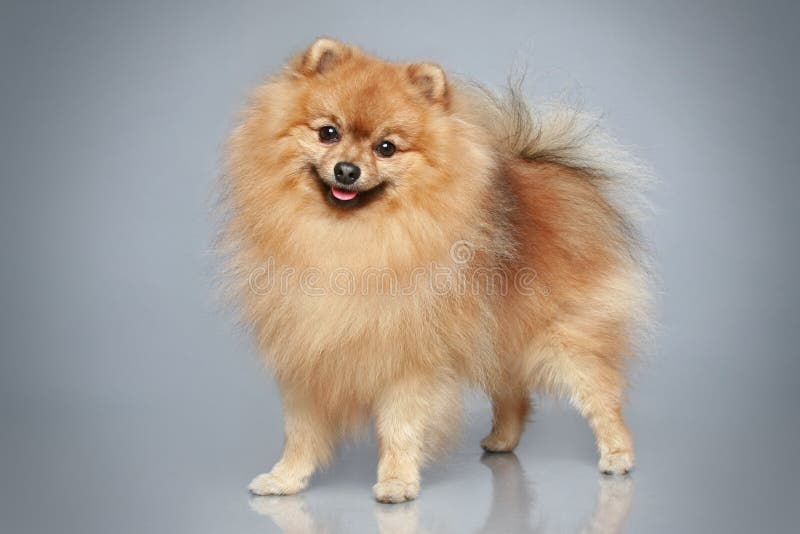 Duitse Spitz hond stock afbeelding. Image of verward - 21383219