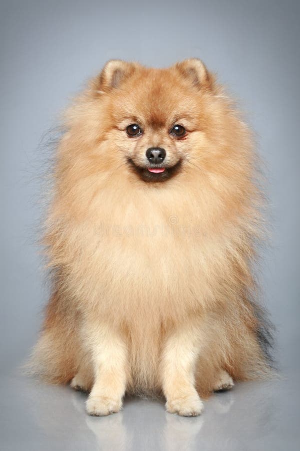 Duitse Spitz hond stock foto. Image of grijs, jong, rauw - 21690232