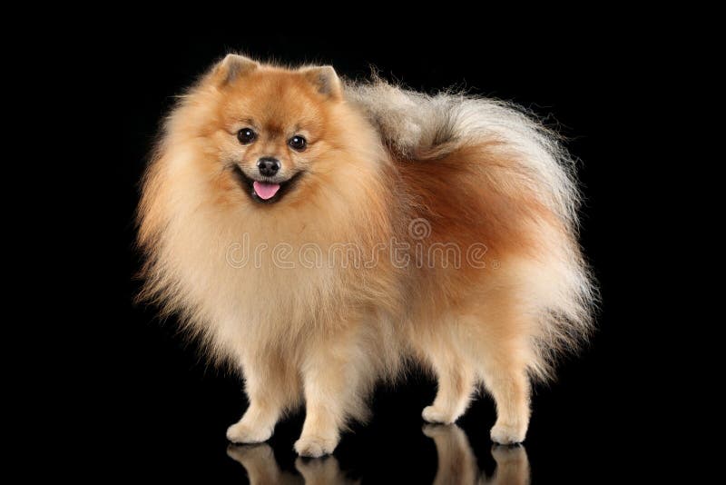 Duitse Spitz Hond Op Zwarte Achtergrond Stock Afbeelding - Image of ...