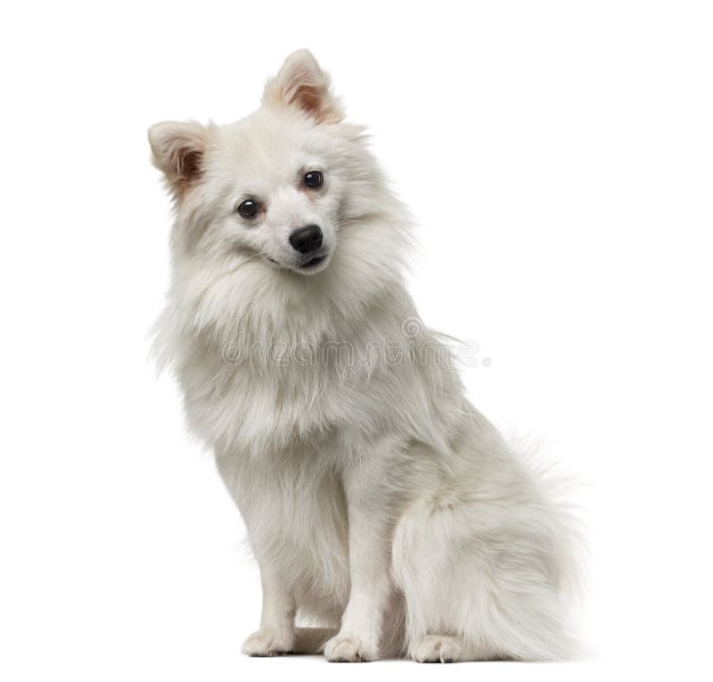 Duitse Spitz Voor Een Witte Achtergrond Stock Foto - Image of ...