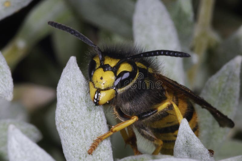 De macro van de wesp stock afbeelding. Image of vleugel - 357369