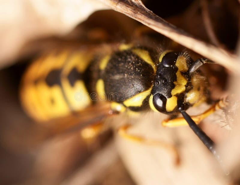 Duitse Wesp (paravespulagermanica) Stock Afbeelding - Image of insecten ...