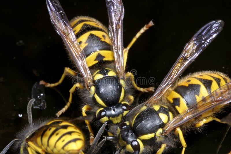 Duitse Wesp, Vespulagermanica Stock Foto - Image of kijk, benen: 14796330