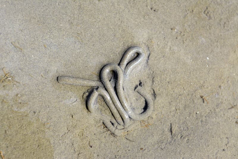 Zeepier of sandworm stock foto. Image of getijde, overzees - 97741264