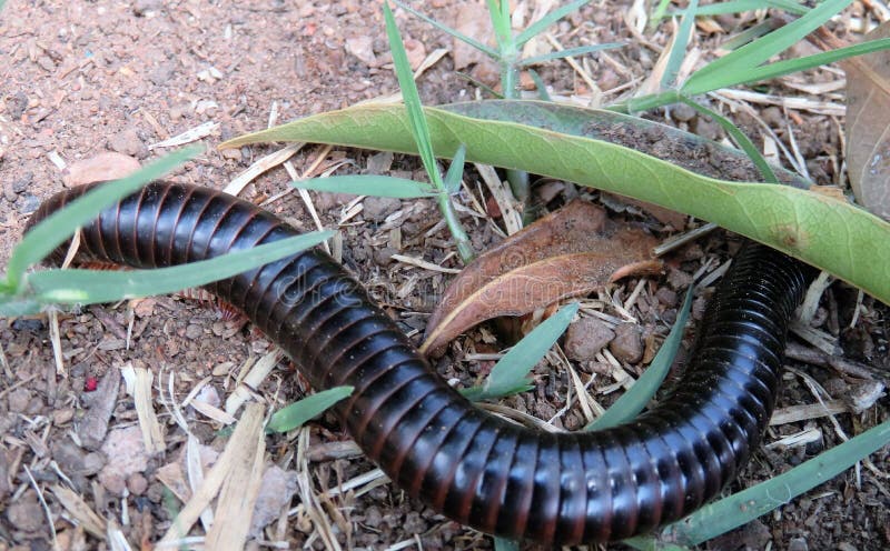 Duizendpoot stock afbeelding. Image of geleedpotigen - 103172949