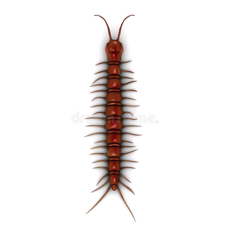 Duizendpoot stock illustratie. Illustration of klein - 10753912