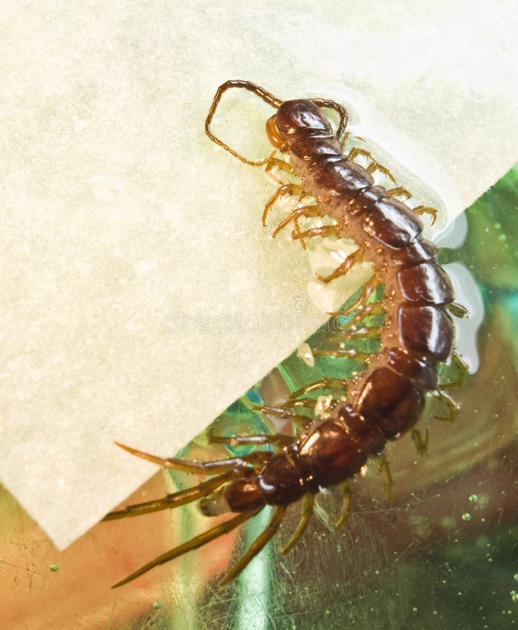 Duizendpoot stock foto. Afbeelding bestaande uit reus - 5243434