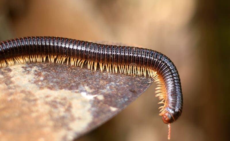 Duizendpoot stock afbeelding. Image of paren, lichaam - 130674093