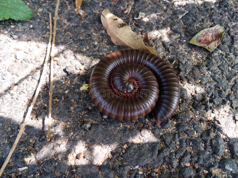 Duizendpoot stock foto. Image of dorp, benen, regen - 135108178