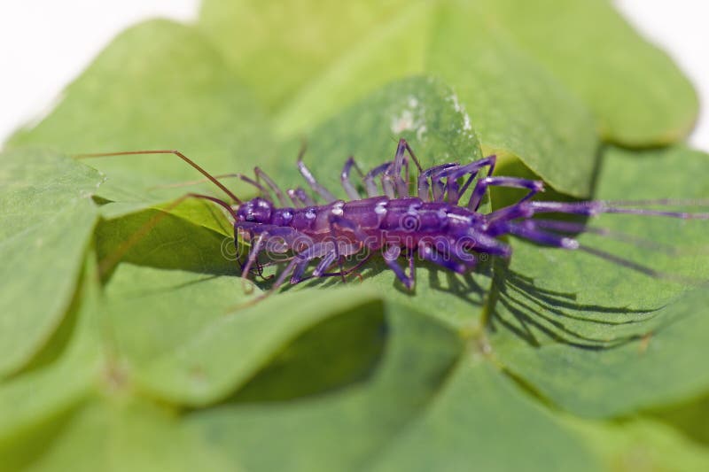 Duizendpoot stock afbeelding. Image of entomologie, naughty - 16650625