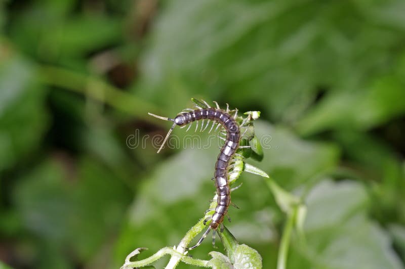 Duizendpoot stock afbeelding. Image of achtertuin, duizendpoot - 29011643