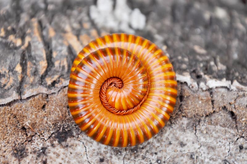 Duizendpoot stock foto. Image of biologie, dier, cirkel - 32088798