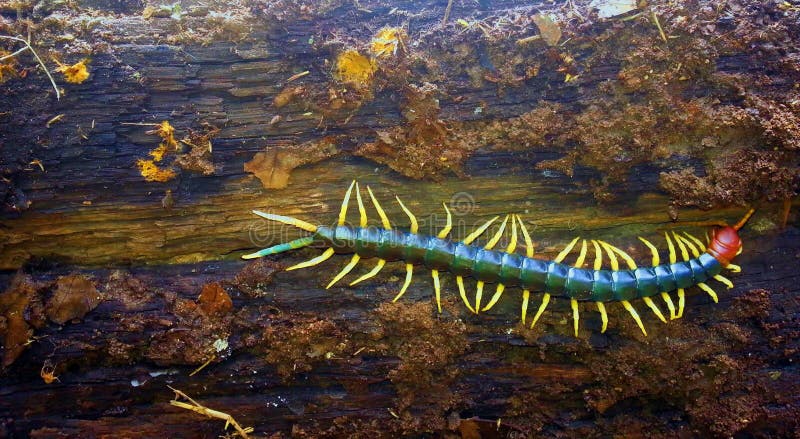 Duizendpoot stock afbeelding. Image of ontgraven, lopen - 55442083