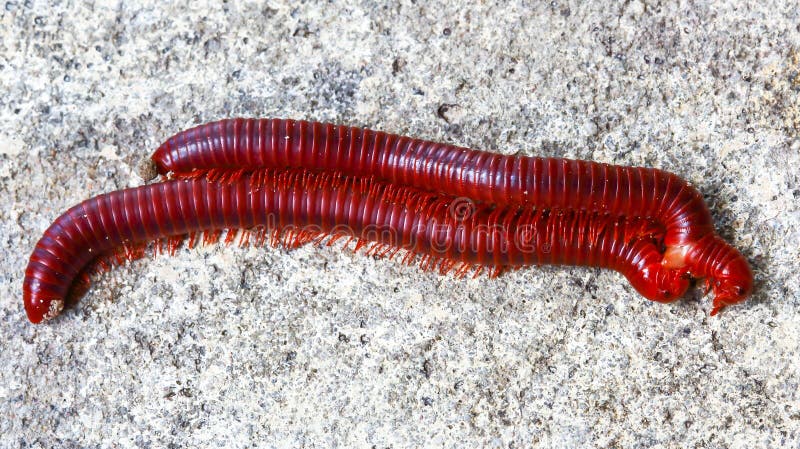 Duizendpoot stock foto. Image of insect, blad, lang, voet - 63096504