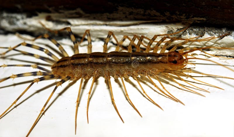 Duizendpoot stock foto. Image of macro, één, giftig, been - 6508244