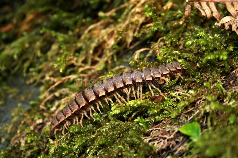 Duizendpoot stock afbeelding. Image of insect, leefgebied - 6781561
