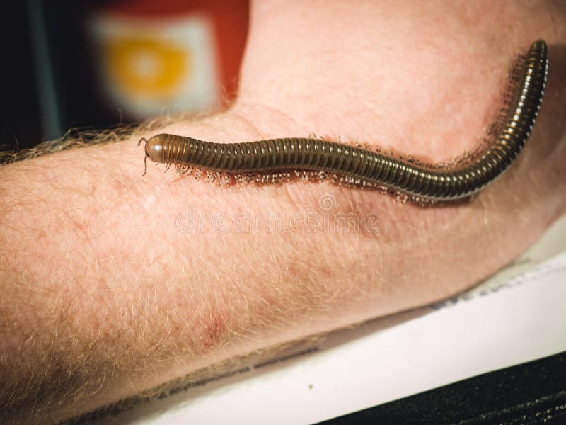 Duizendpoot stock foto. Image of hand, leef, lang, afrika - 91104736