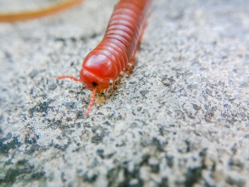 Duizendpoot Voor Een Witte Achtergrond Stock Afbeelding - Image of ...